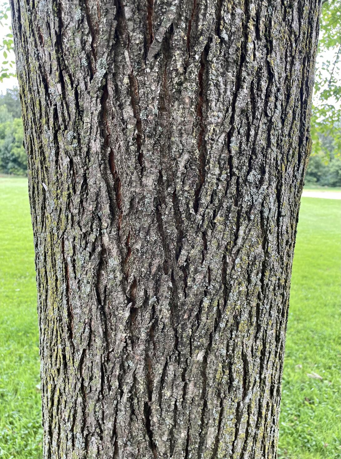 American Elm | CMP Tree Selection Tool